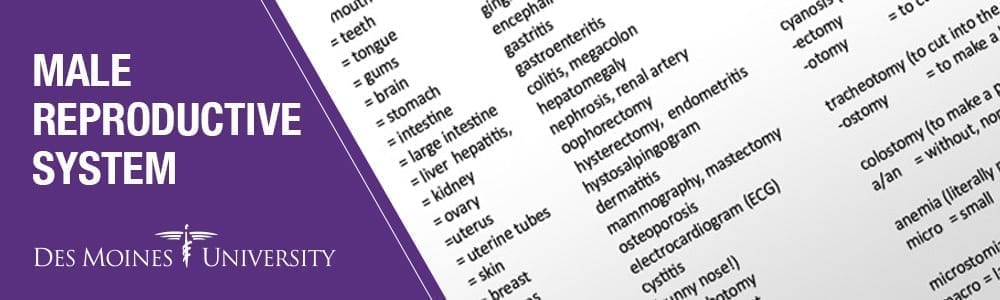 Male reproductive system diseases | Des Moines University